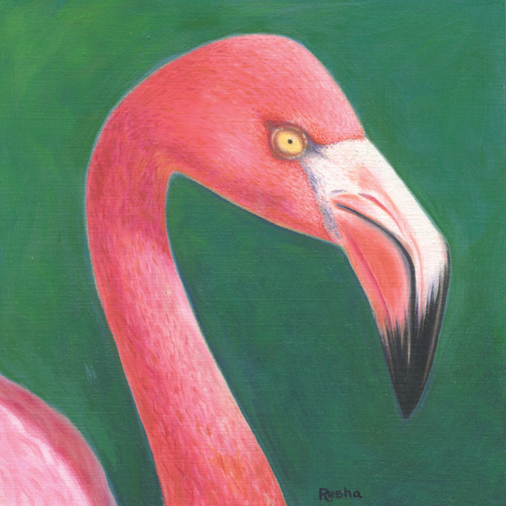 Flamingo Head Drawing Head Flamingo Isolated Stock Illustrations